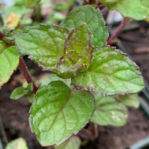 Mint Cuttings One Cutting Each From 38 Mint Variations Water ...