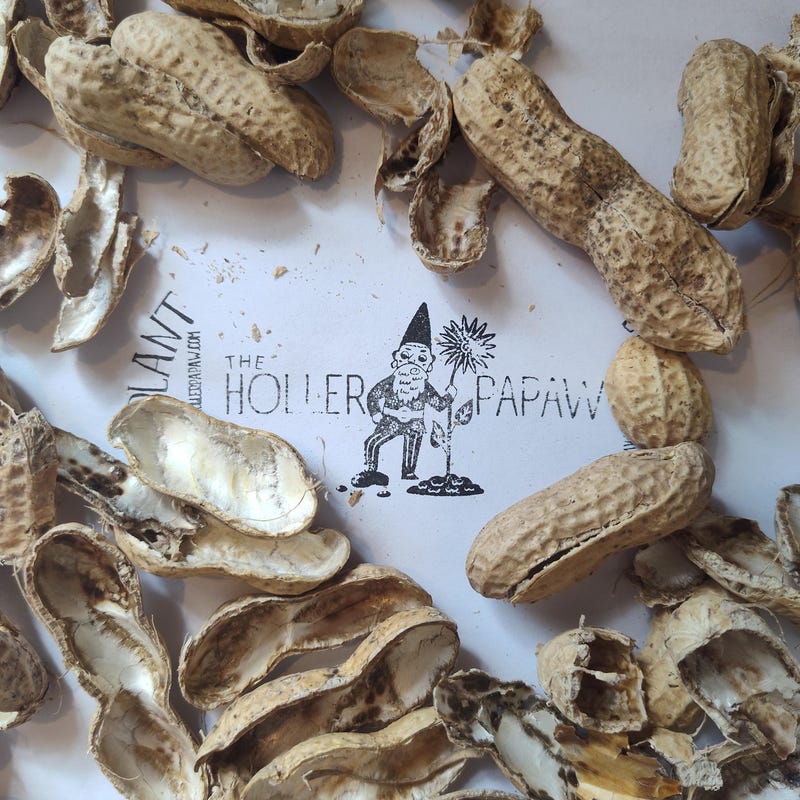 Peanut Shell - Etsy