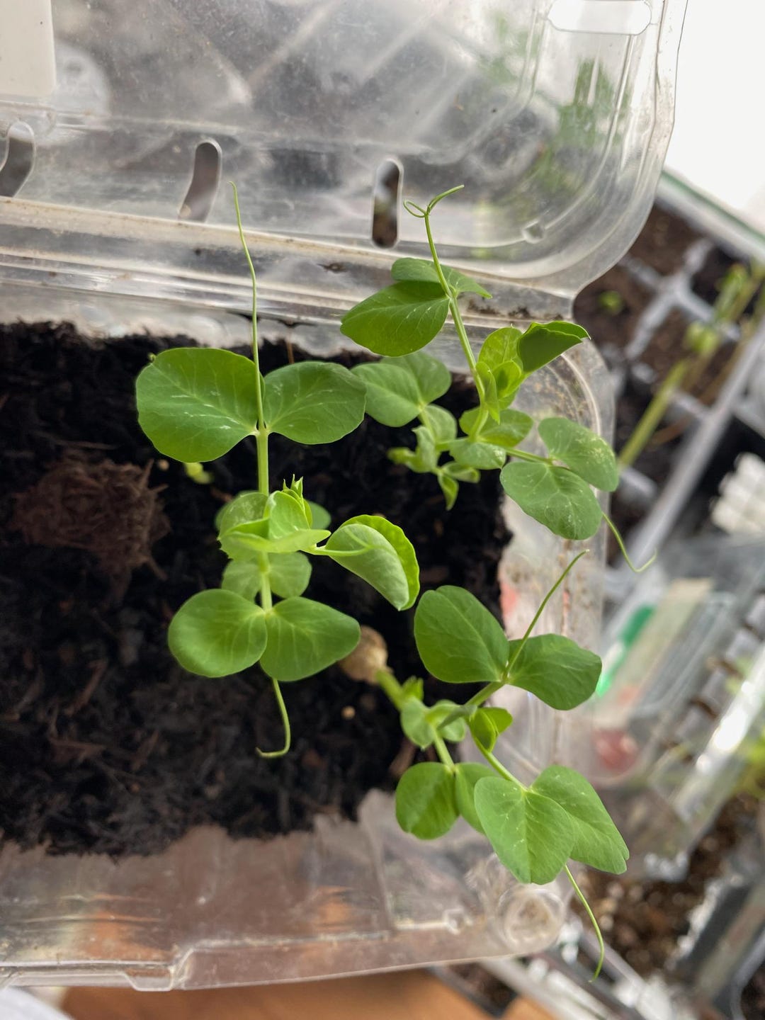 Live Little Marvel Pea Plant Seedlings - Two Live Pea Plants - Free ...