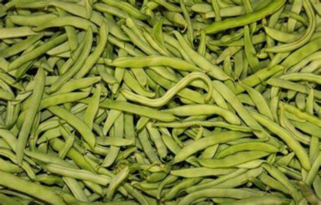 White Half Runner Bean Seeds 25 Seeds Free Shipping - Etsy