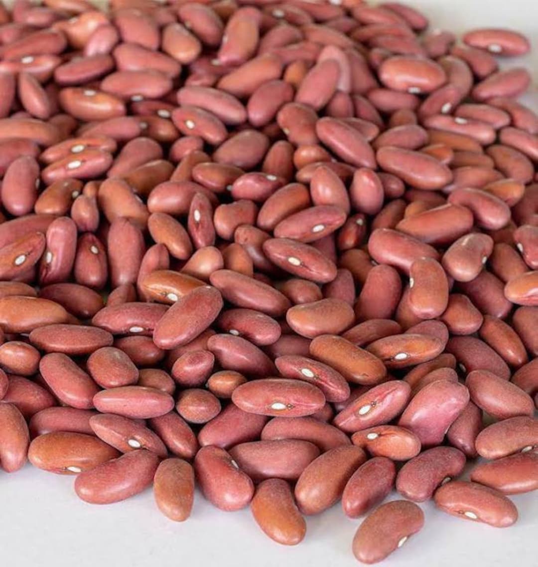 Light Red Kidney Bean Seeds - 25 per Order - Free Shipping! - Etsy