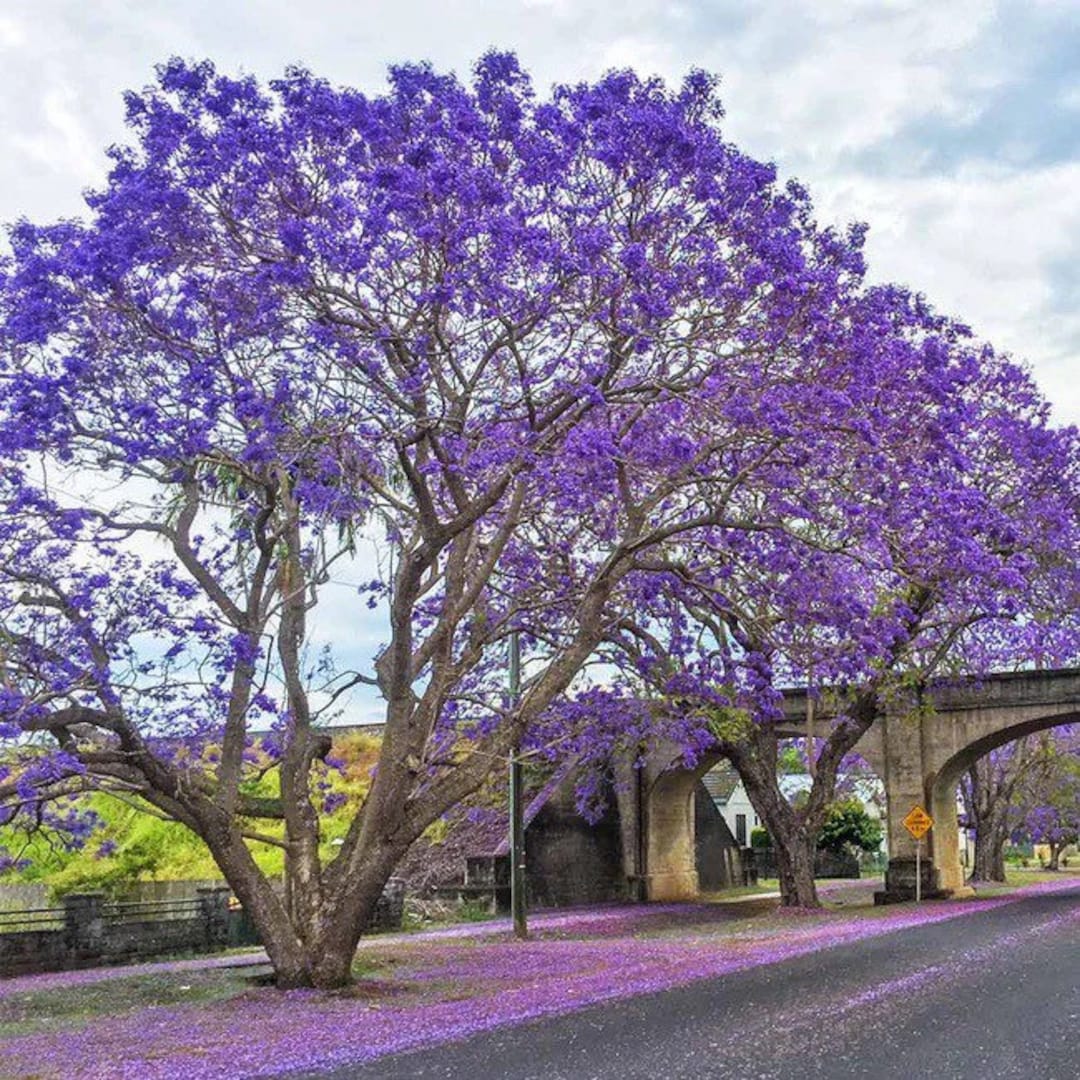 Live Purple Jacaranda Jacaranda Tree Seedling Jacaranda Mimosifolia live-purple-jacaranda-jacaranda-tree-seedling-jacaranda-mimosifolia