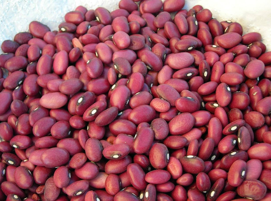 Small Red Kidney Bean Seeds 25 per Order Free Shipping - Etsy