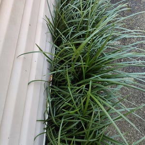 Live Mondo Grass - Rooted Plant - 3" Pot - Free Shipping! - Etsy