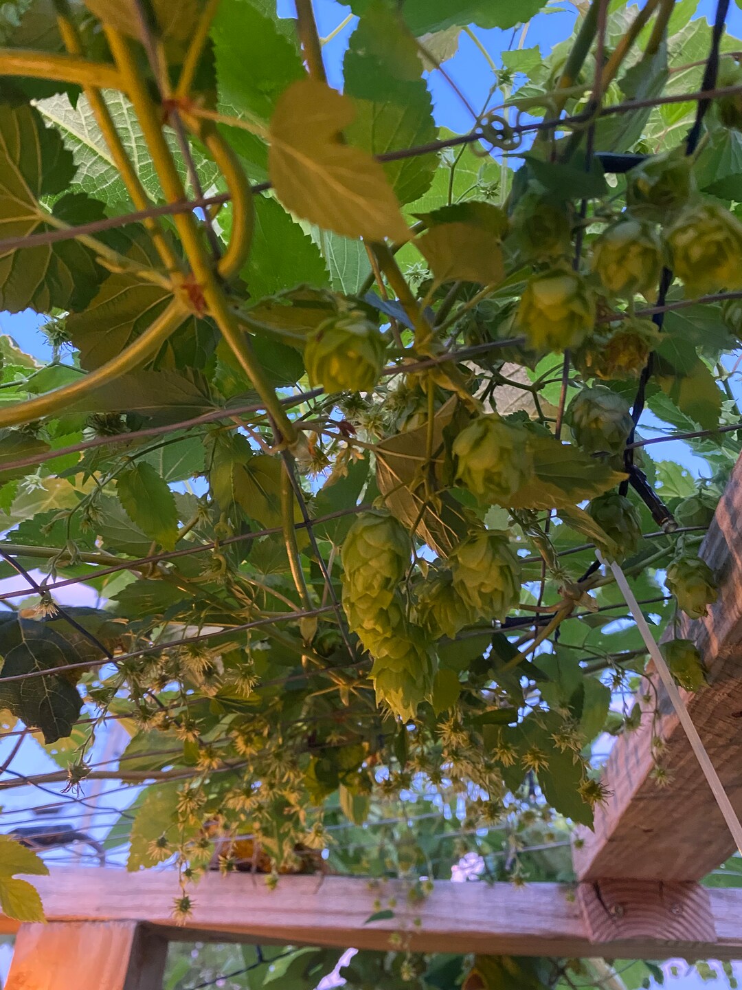 Live Hops (variety) - Live Plant - Rooted Hops - Free Shipping! [SHIPS ...