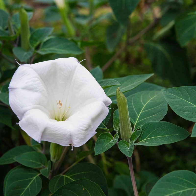 Moon Flower Seeds - Etsy