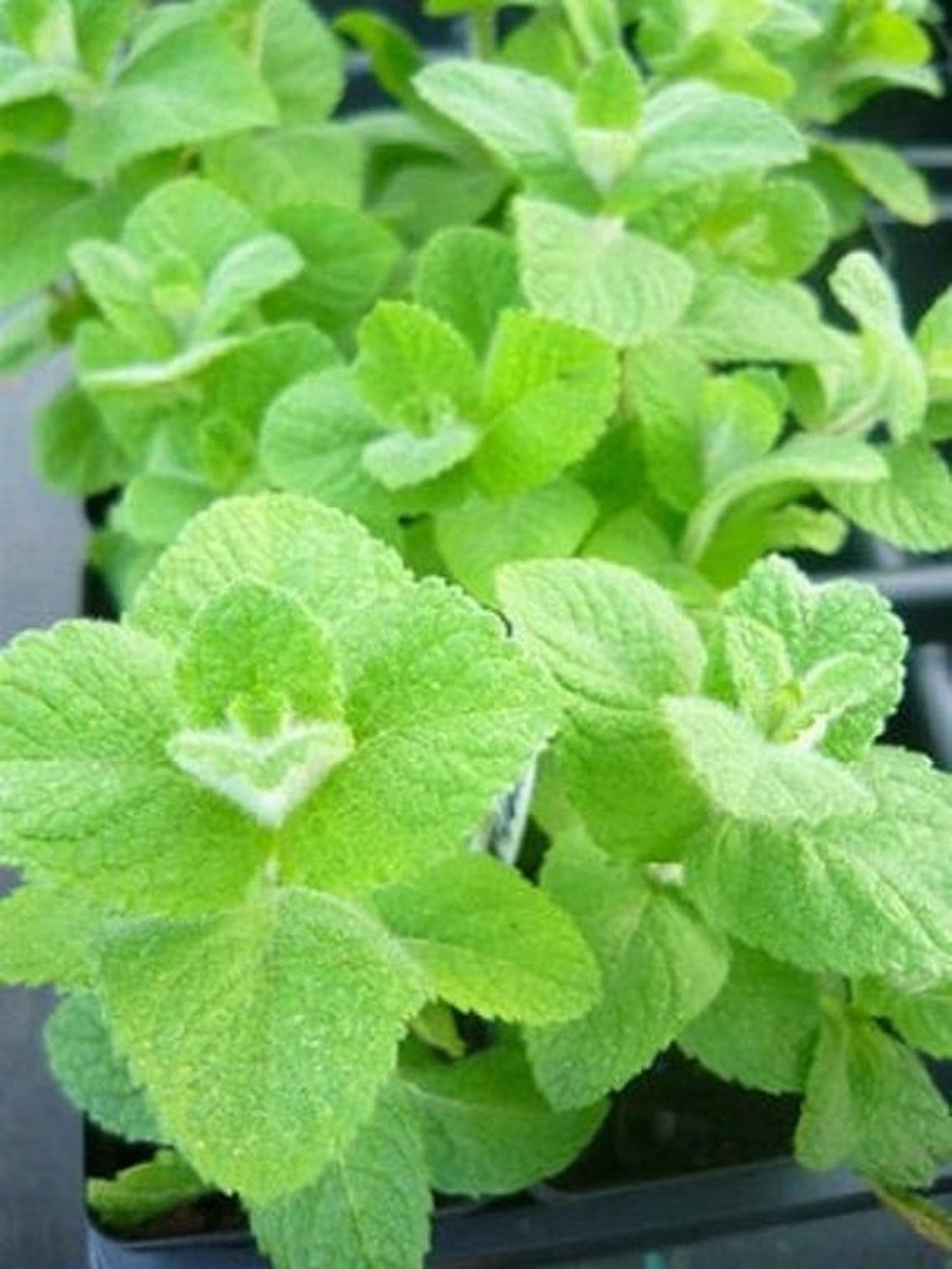 Egyptian Mint Cutting - Egyptian Mint - Mentha X Rotundifolia - Water ...