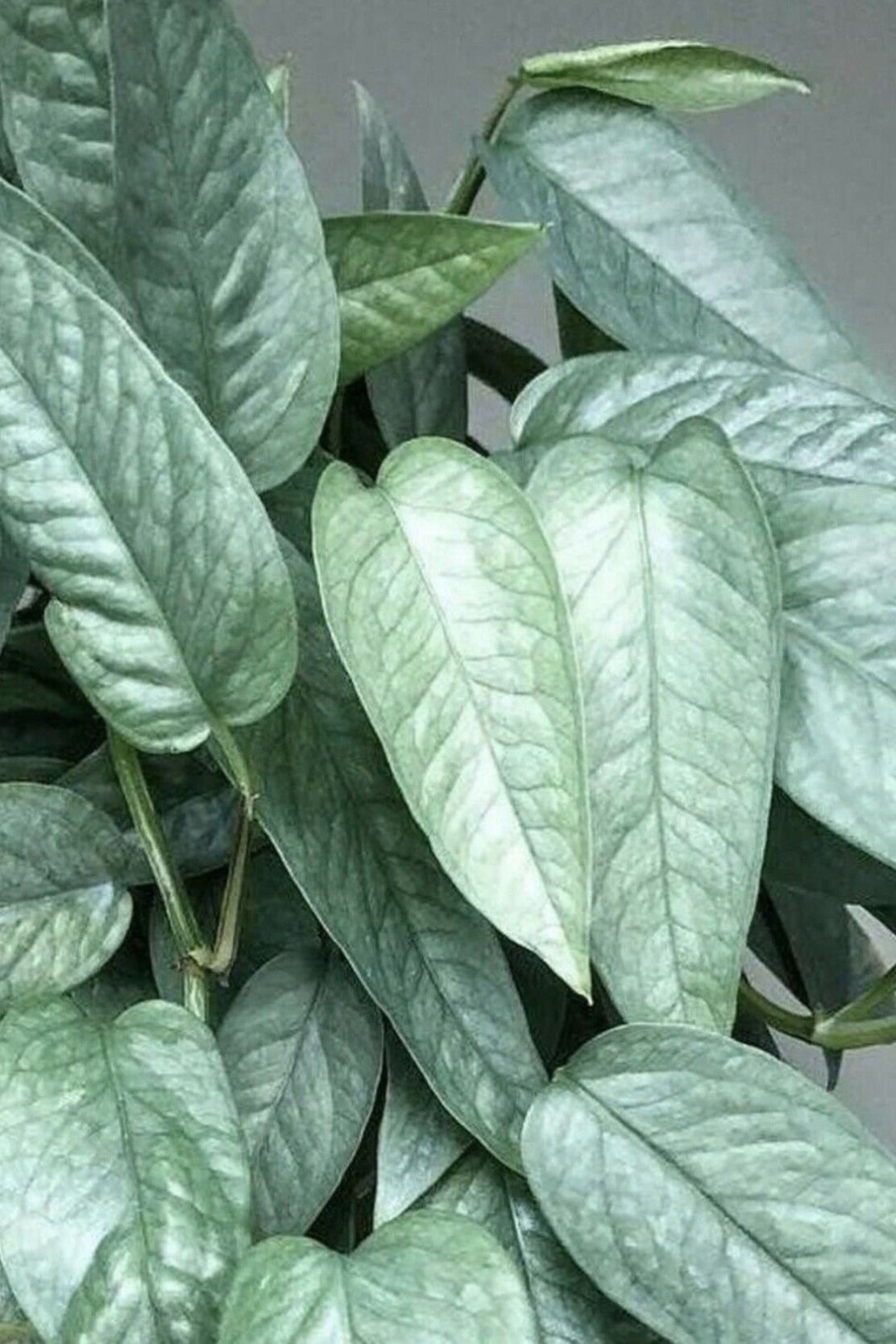 Cebu Blue Pothos Cuttings - Cebu Blue Pothos Node Propagation - 18 Cebu ...
