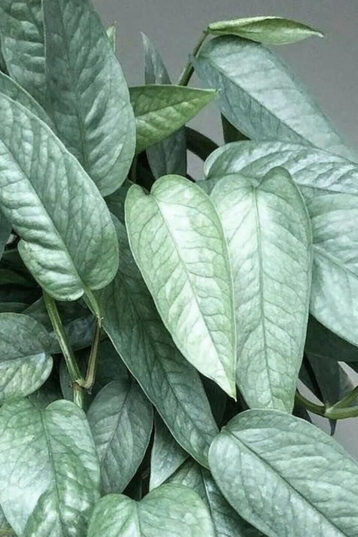 Cebu Blue Pothos Cuttings Cebu Blue Pothos Node Propagation - Etsy