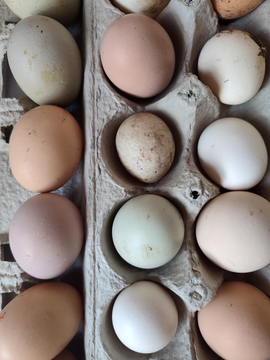 Organic Fresh Farm Eggs - One Dozen Unwashed Eggs - Barnyard Hen Mix ...