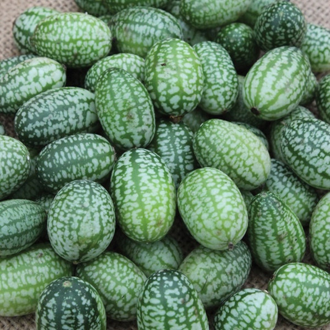 Cucamelon Mexican Sour Gherkin Mouse Melon Plant Seeds 10 Seeds Free Shipping - Etsy