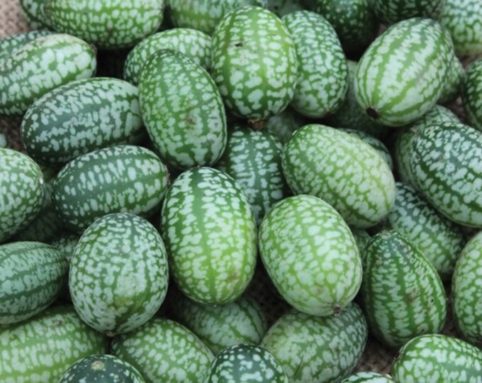 Cucamelon Mexican Sour Gherkin Mouse Melon Plant Seeds 25 Seeds Free ...