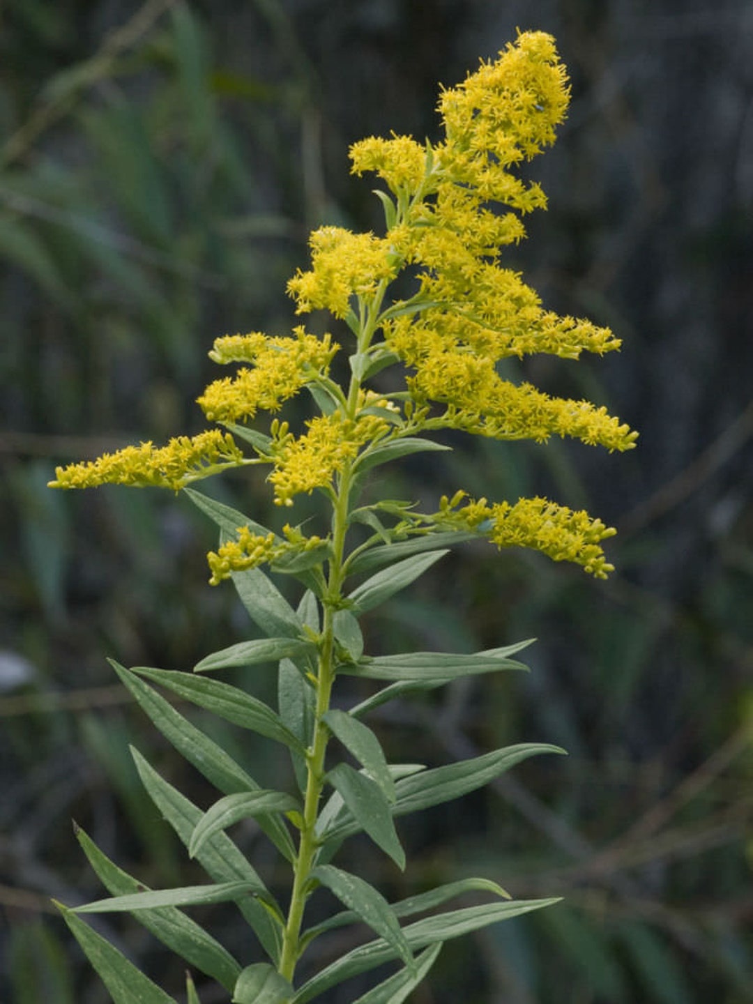 Live Goldenrod Plant - One Goldenrod Plant - Kentucky Goldenrod - Free ...