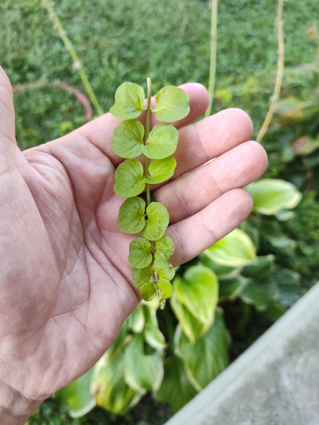 Golden Creeping Jenny Cutting - Lysimachia Nummularia - Live Creeping ...