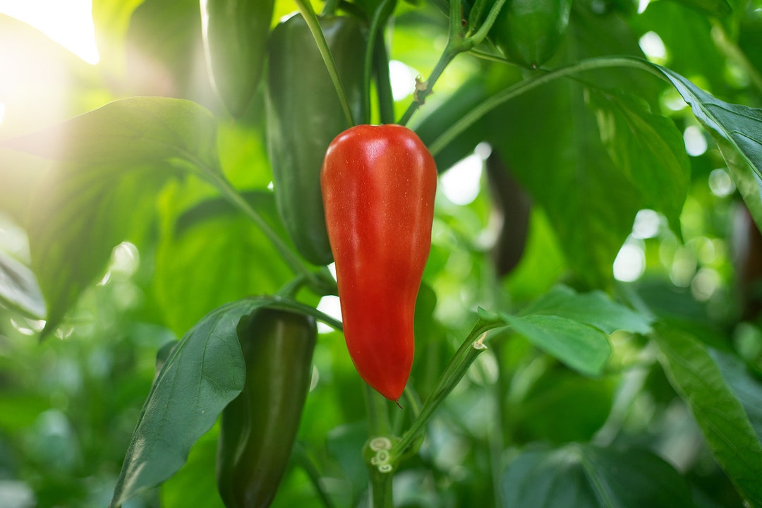 Red Marconi Mini Pepper Seeds - 10 Seeds - Free Shipping! - Etsy