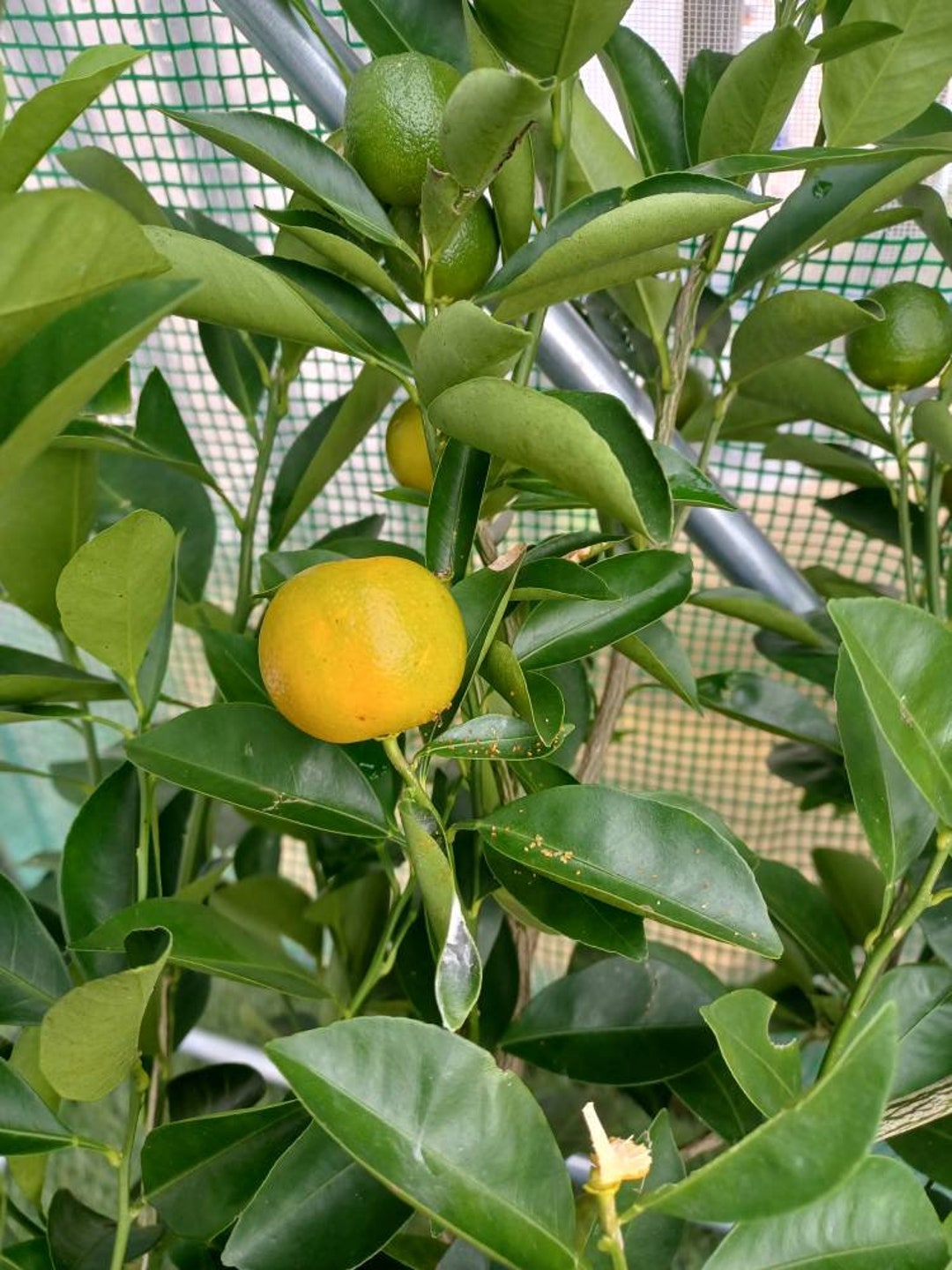 Dwarf Calamondin Citrus Tree Seeds - 10 Seeds - Grow Your Own Oranges ...