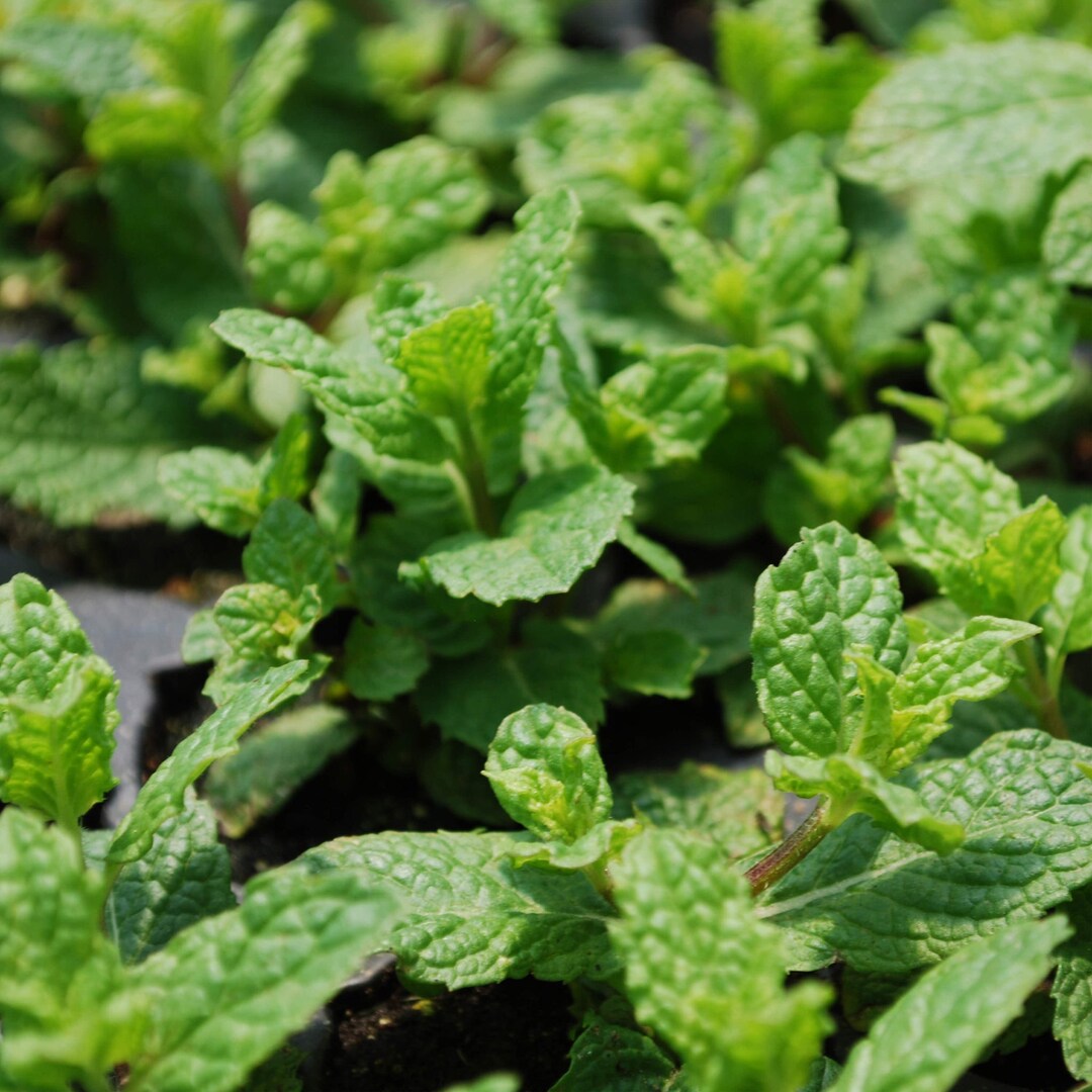 Sweet Mint Plant Cutting One 46 Cutting Free Shipping SHIPS IN SPRING ...
