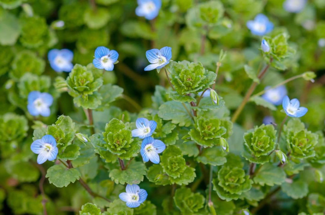 Live Creeping Blue Speedwell - Perennial - Ground Cover - Free Shipping ...