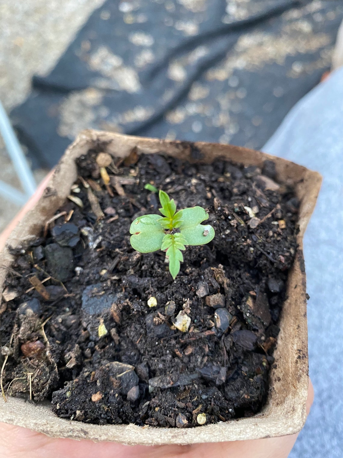 Live Purple Jacaranda Jacaranda Tree Seedling Jacaranda - Etsy