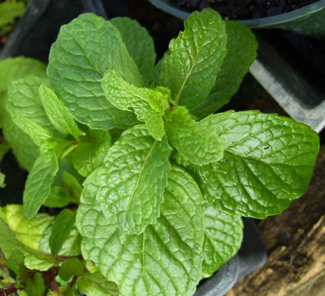 Kentucky Colonel Mint Cutting Mentha Spicata 'kentucky Colonel' Water ...