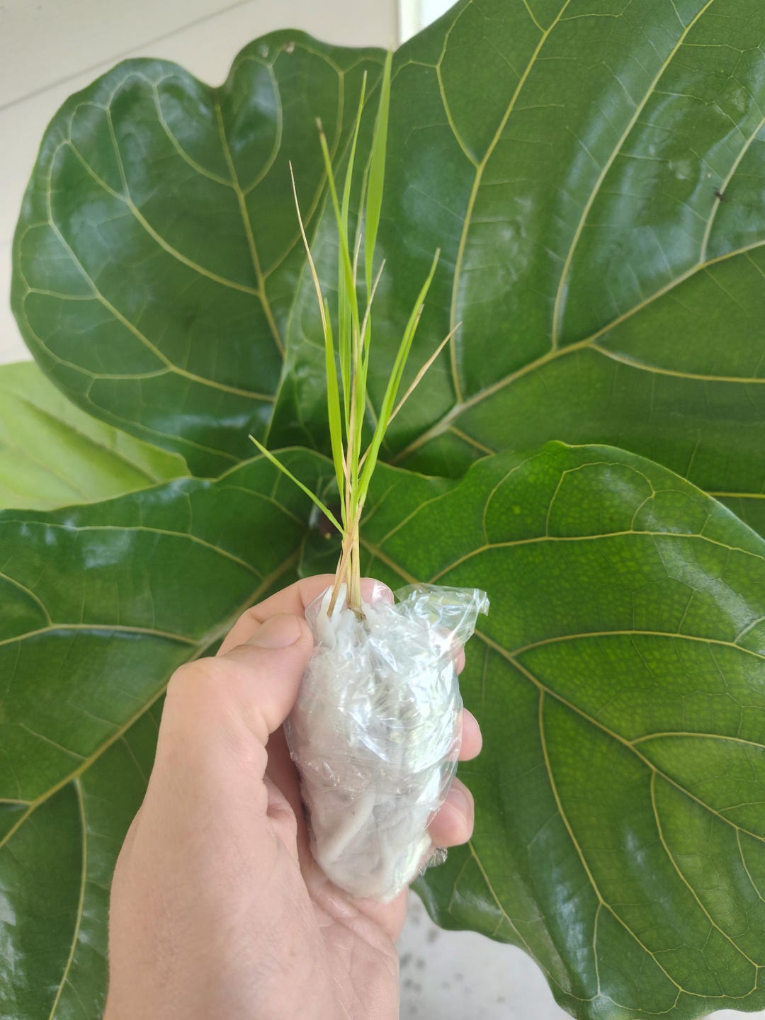 25 Titan White Rice Seeds - Oryza Sativa - Edible Plant - Non GMO ...