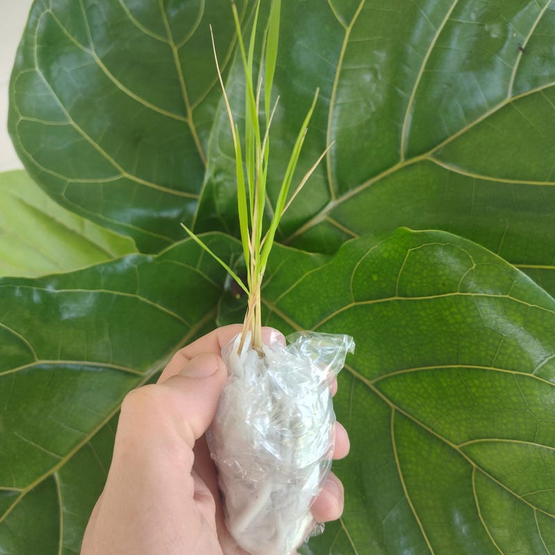 White Edible Rice Flowers - Etsy