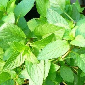 Mint Cuttings One Cutting Each From 38 Mint Variations Water ...