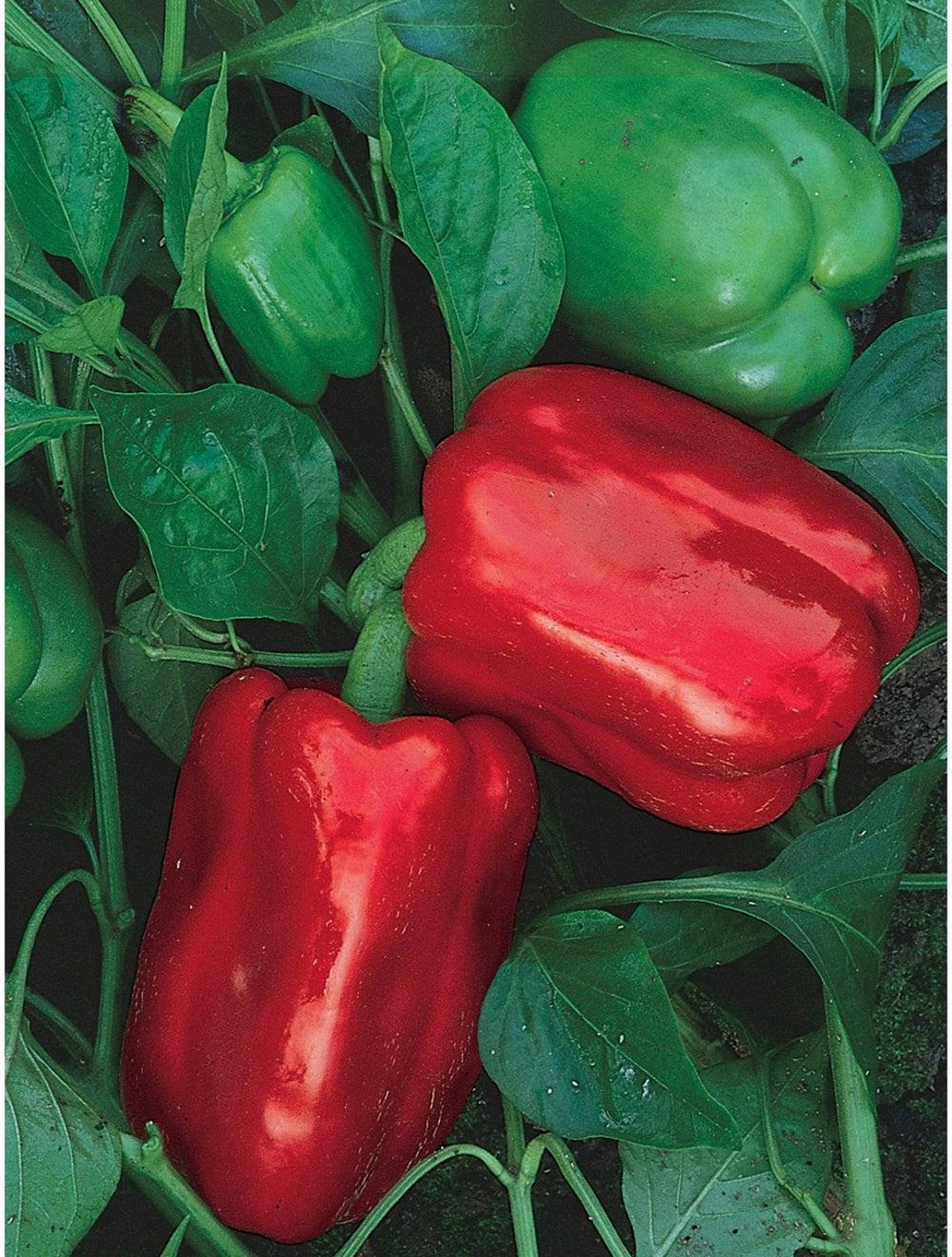 Live Red Bell Pepper Seedling - Live Plant - Free Shipping! [ships in ...