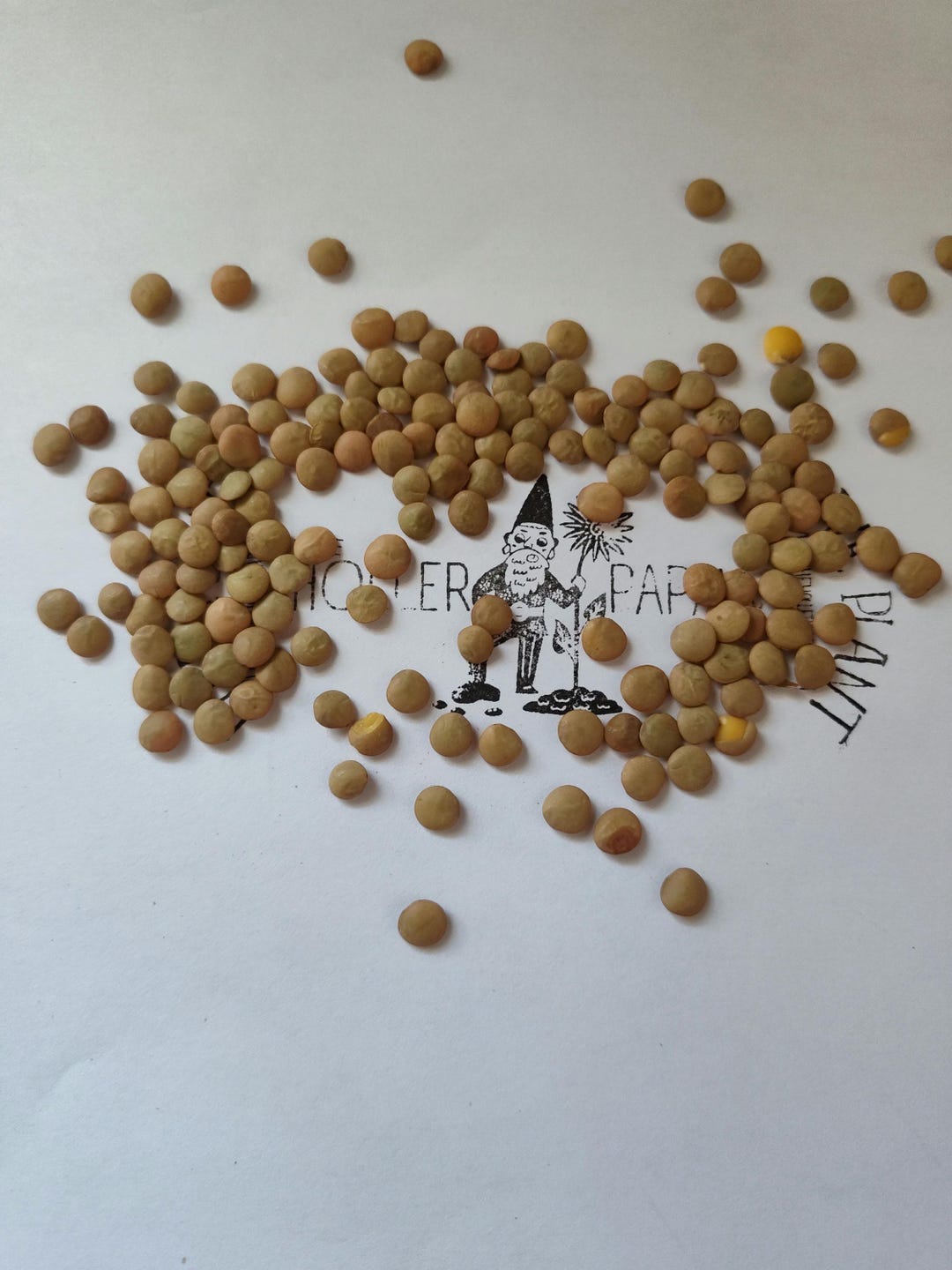 Lentil Plant Seeds- Lentil Seeds - 25 Lentil Seeds - Free Shipping! - Etsy