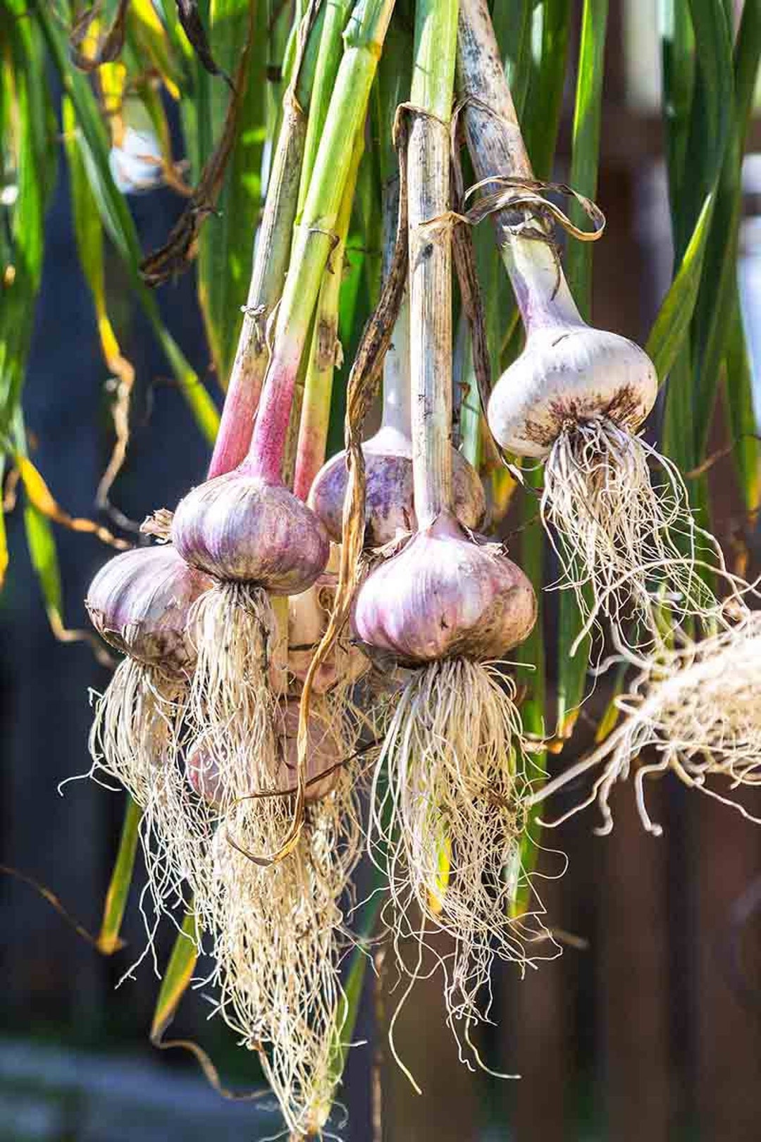 Live Garlic Plant - Rooted Garlic - Free Shipping! [SHIPS IN SPRING] - Etsy