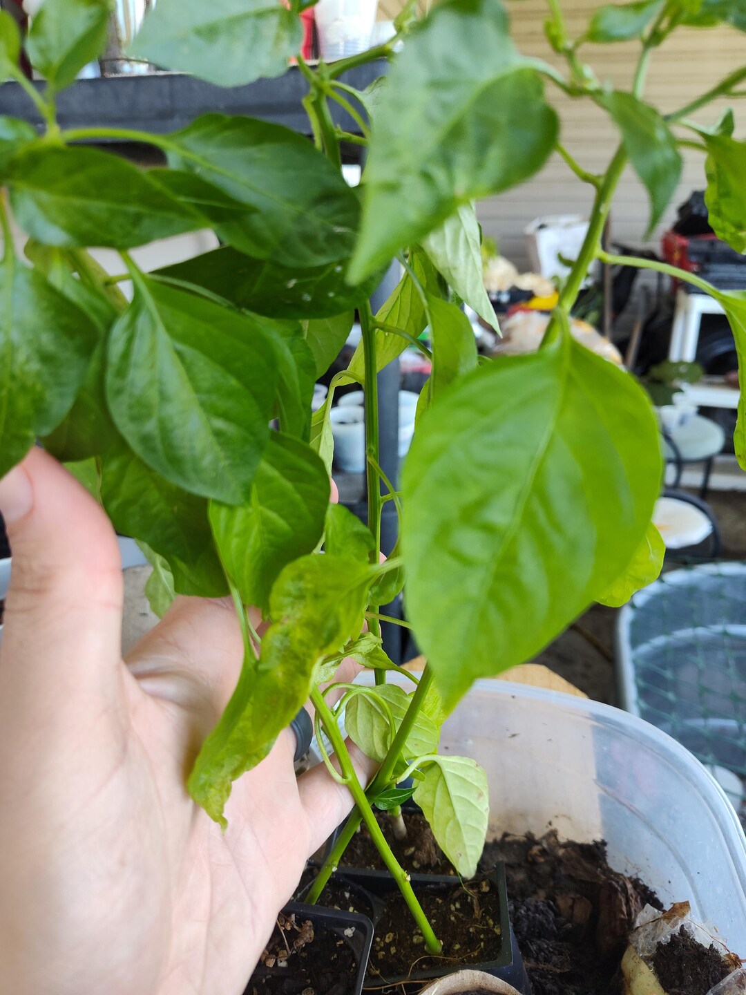 Live Pepperoncini Plant Seedling - Live Plants - Starter Plant - Free ...