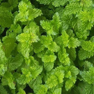 Mint Cuttings One Cutting Each From 38 Mint Variations Water ...