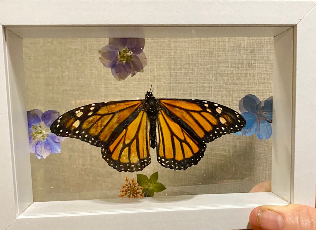 Mounted Real Monarch Butterfly Shadowbox - Etsy