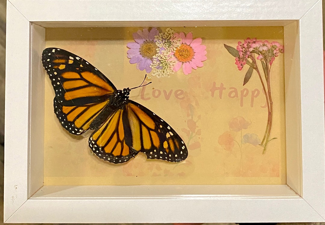 Monarch Butterfly Shadowbox - Etsy