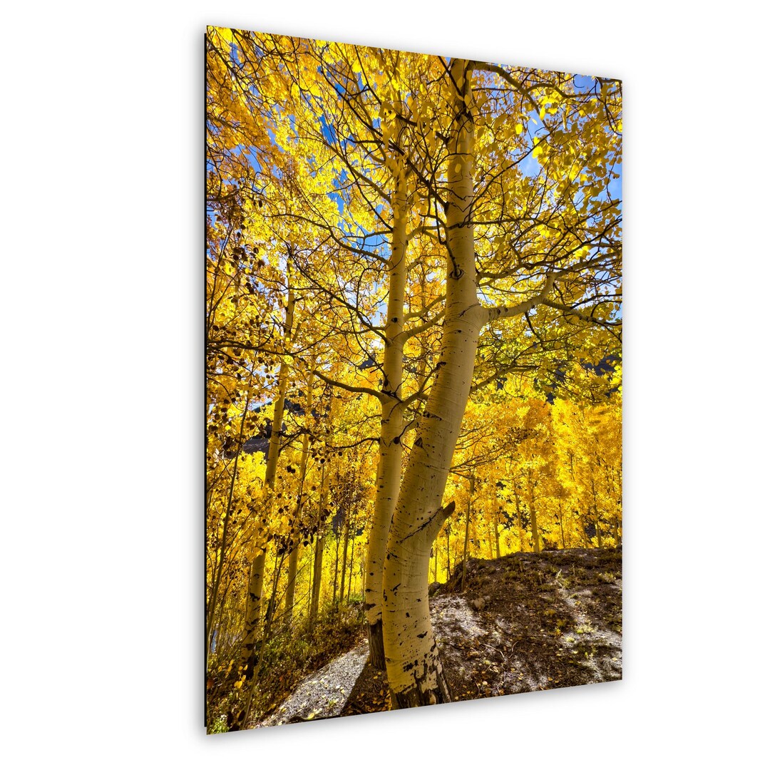 Golden Aspen Trees Photography Print: Colorado Autumn Mountain ...