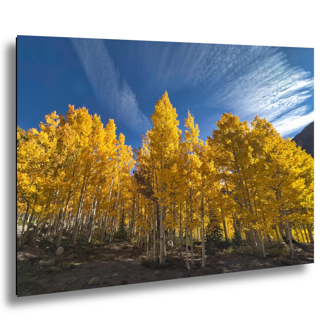 Golden Aspen Trees Photography Print: Colorado Mountain Landscape Wall ...