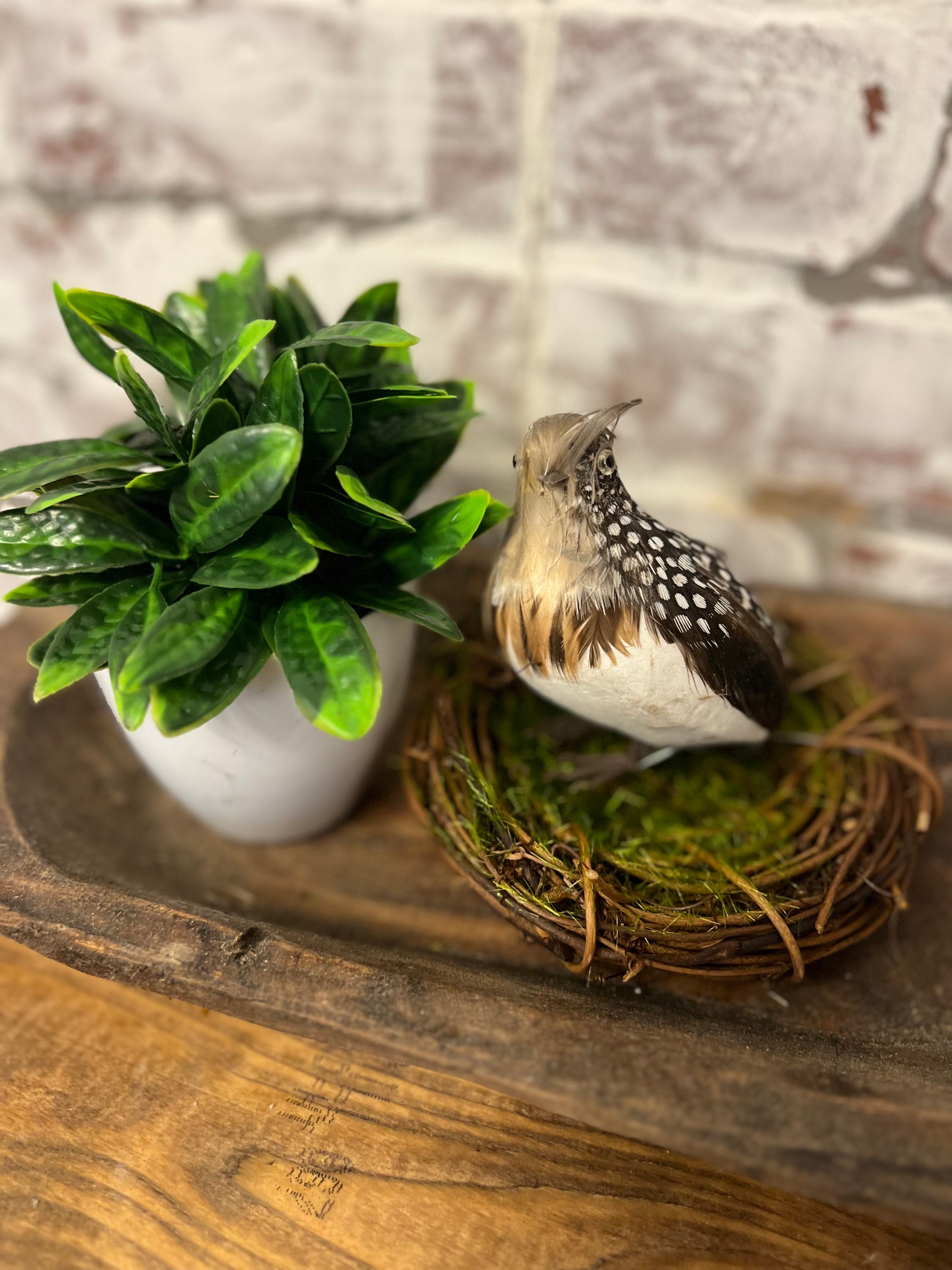 Vine Bird Nest Moss, Moss Bird Nest, - Etsy