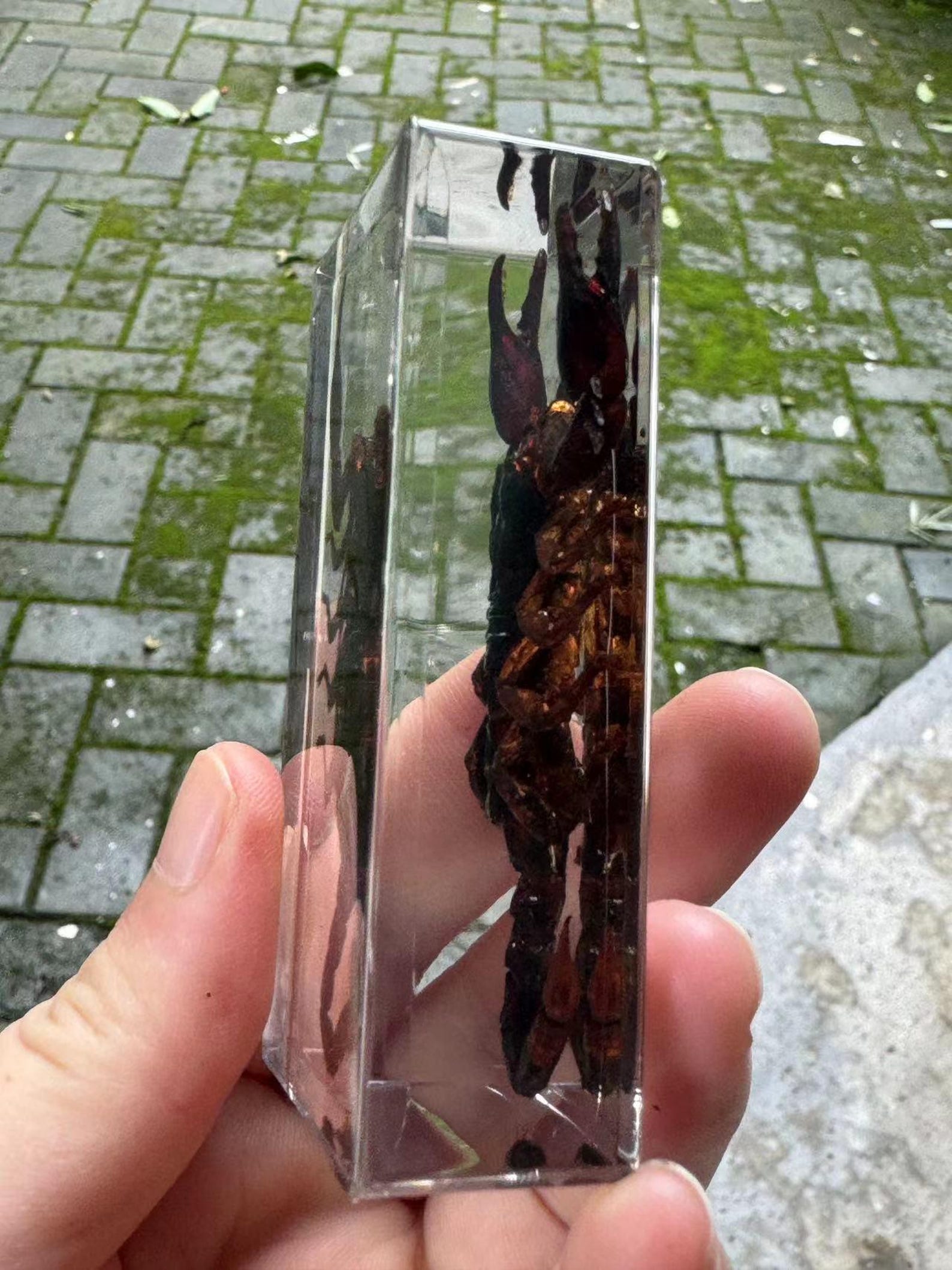 Real Black Scorpion Taxidermy in Resin Natural Giant Scorpion Insect ...