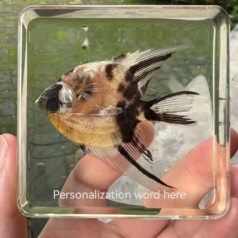 Lucite Box Frame - Etsy