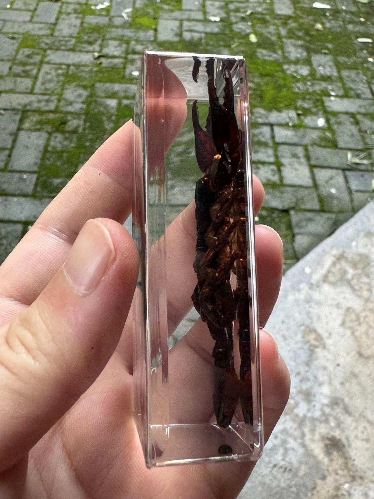 Real Black Scorpion Taxidermy in Resin Natural Giant Scorpion Insect ...