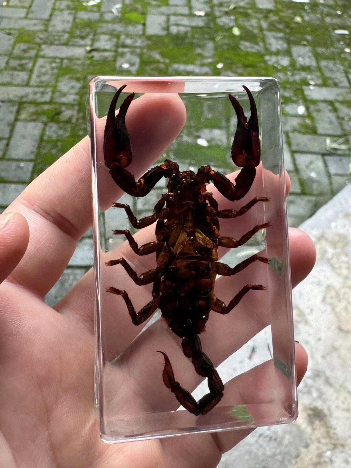 Real Black Scorpion Taxidermy in Resin Natural Giant Scorpion Insect ...