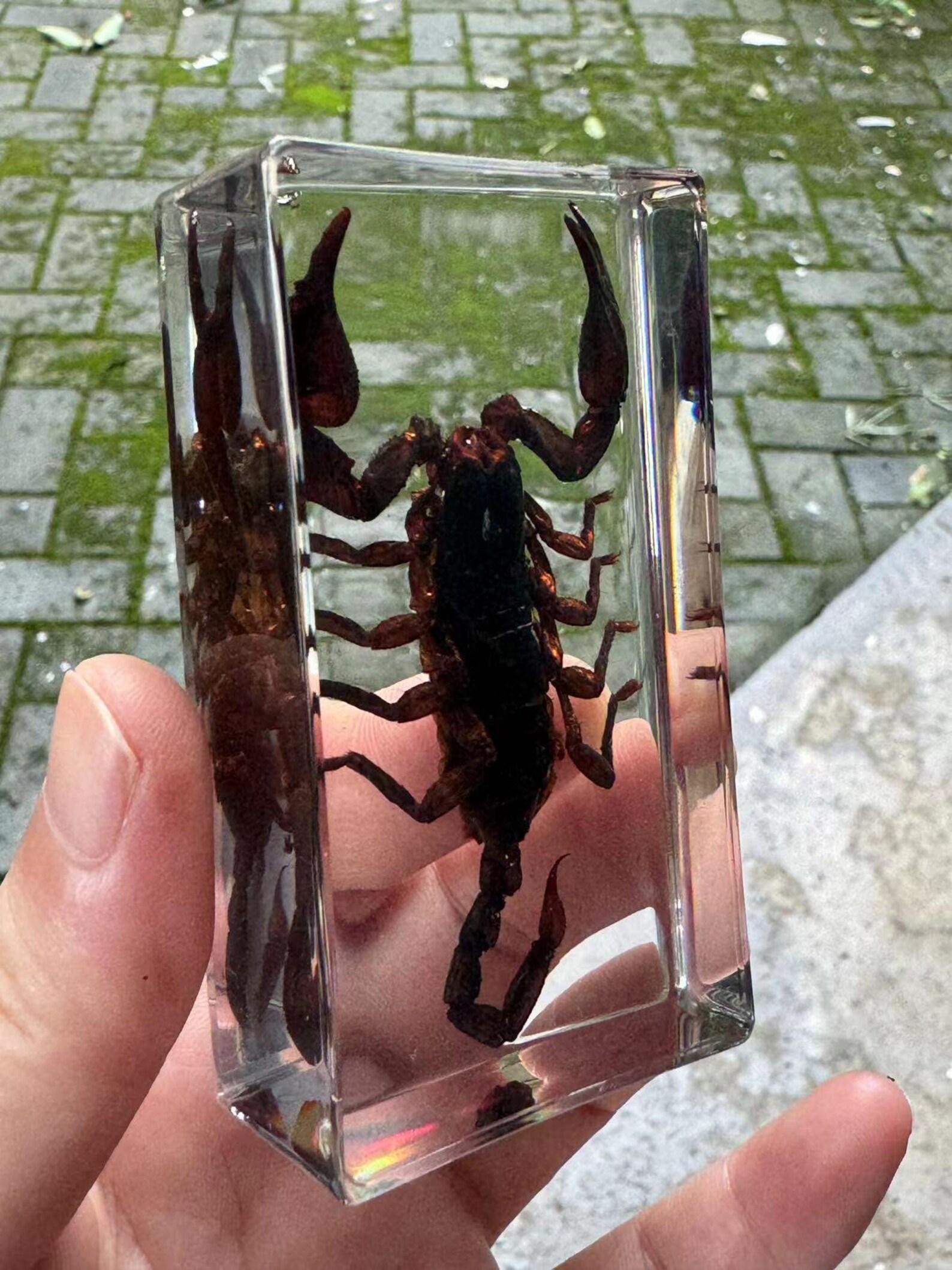 Real Black Scorpion Taxidermy in Resin Natural Giant Scorpion Insect ...
