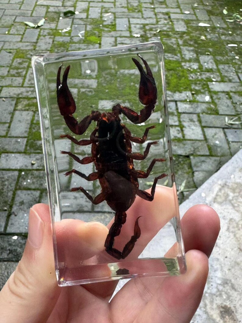 Real Black Scorpion Taxidermy in Resin Natural Giant Scorpion Insect ...