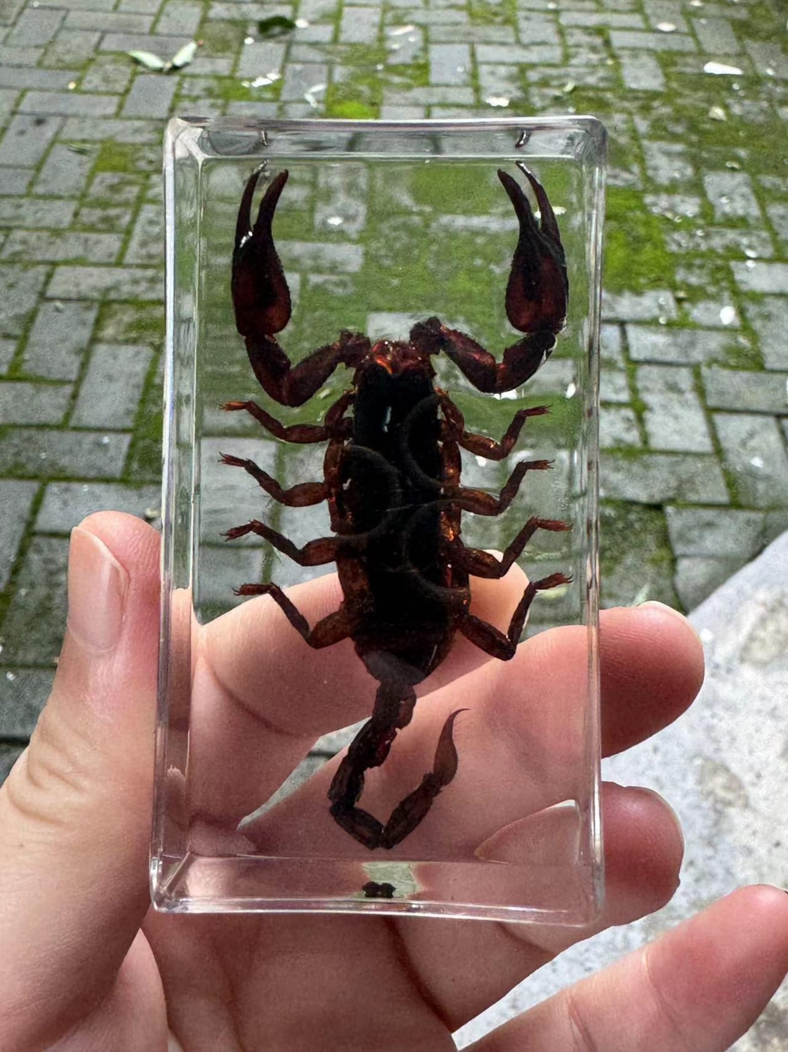 Real Black Scorpion Taxidermy in Resin Natural Giant Scorpion Insect ...