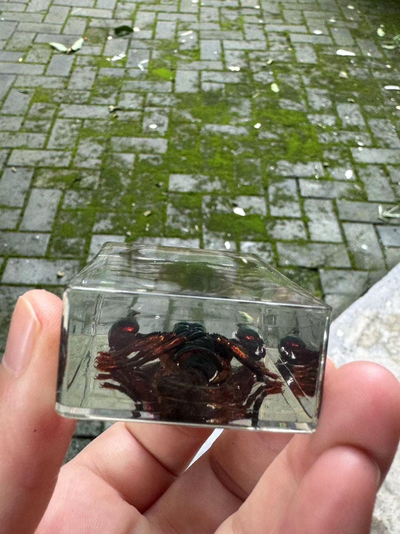 Real Black Scorpion Taxidermy in Resin Natural Giant Scorpion Insect ...