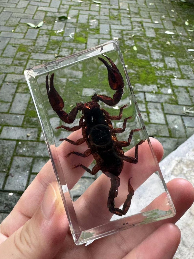 Real Black Scorpion Taxidermy in Resin Natural Giant Scorpion Insect ...