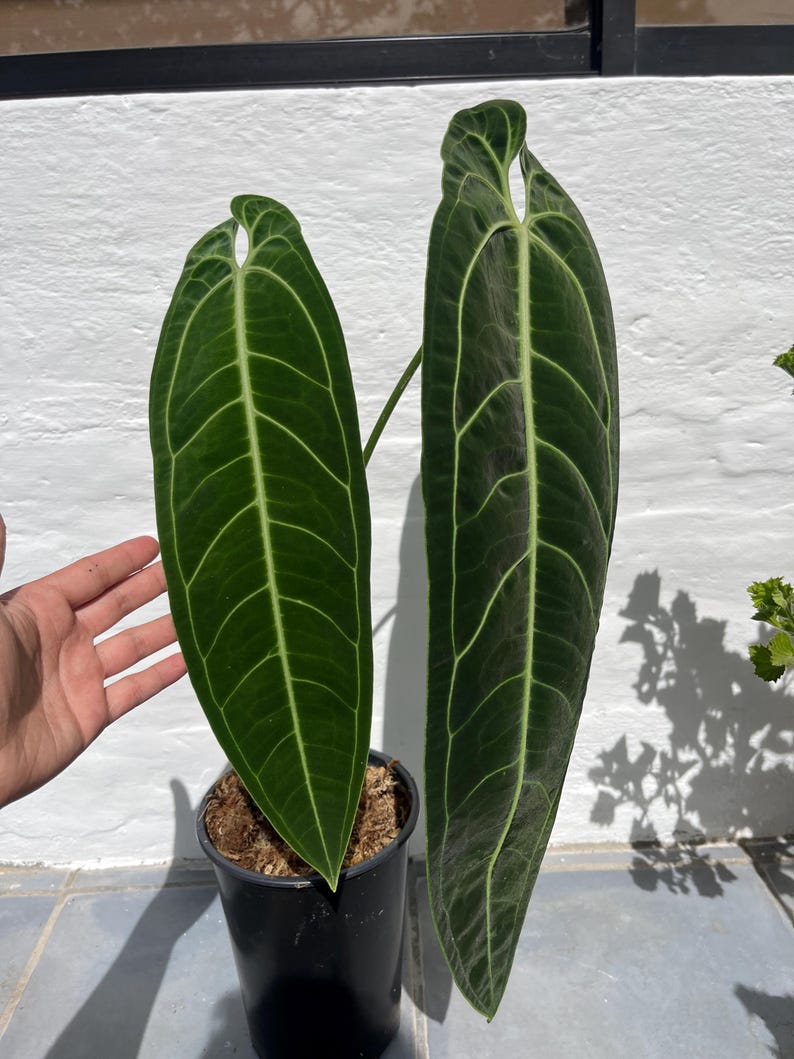 Anthurium Warocqueanum Large - Etsy