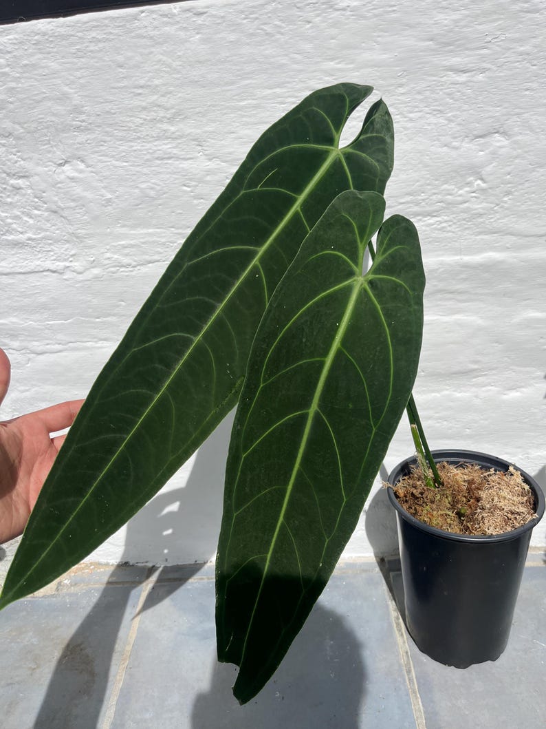 Anthurium Warocqueanum Large - Etsy