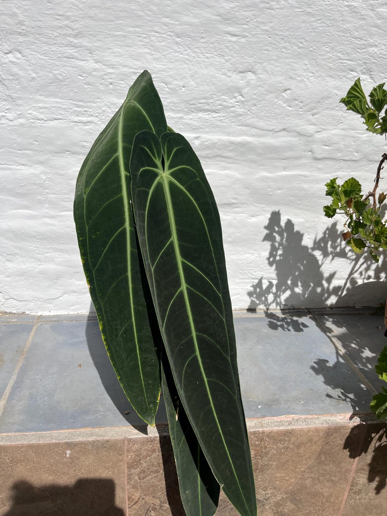 Anthurium Warocqueanum Large - Etsy