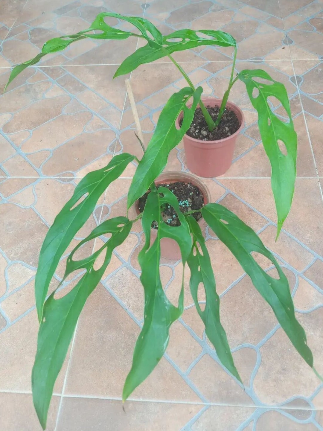 Monstera Obliqua Yasuni Rare - Etsy